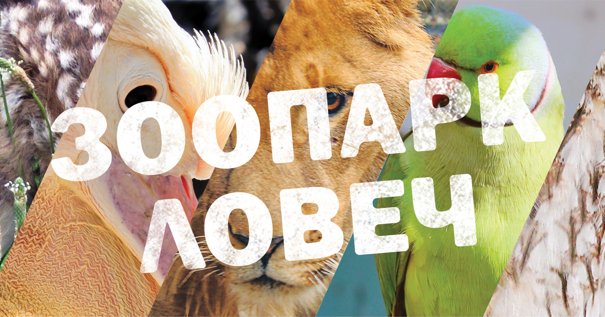 Община Ловеч стартира дарителска кампания за събиране на стари снимки ...